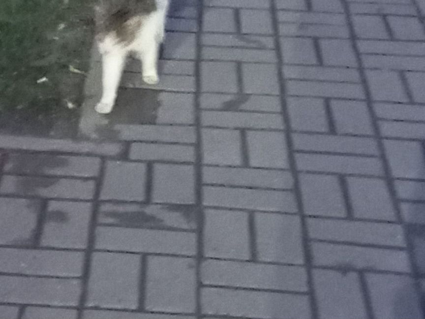 Котик