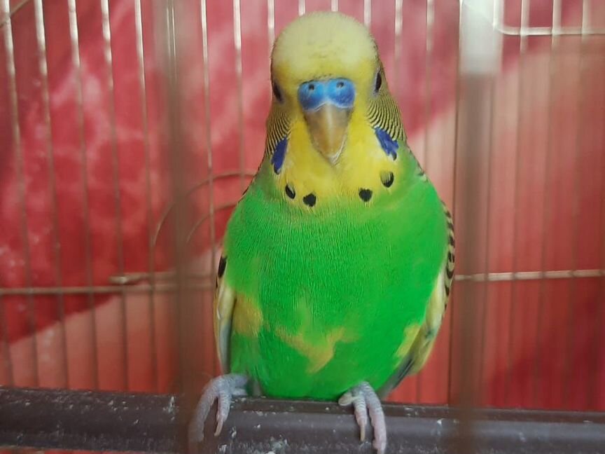 Волнистый попугай мальчик