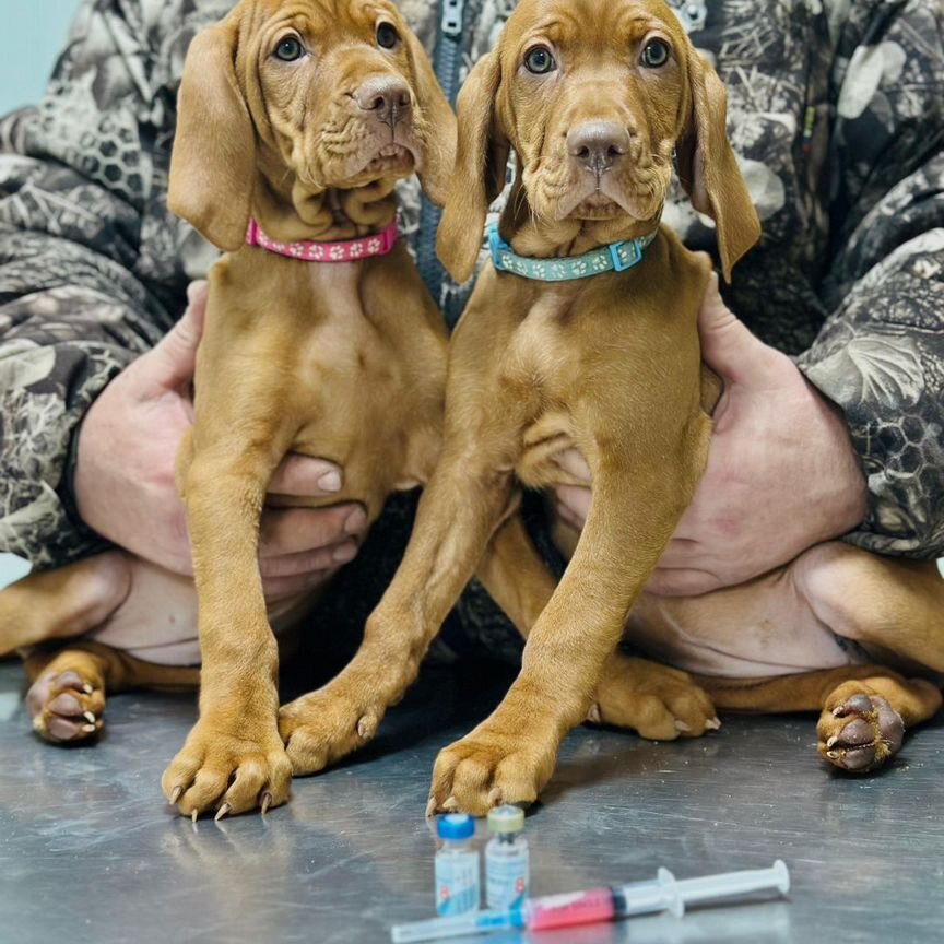 Венгерска выжла девочки