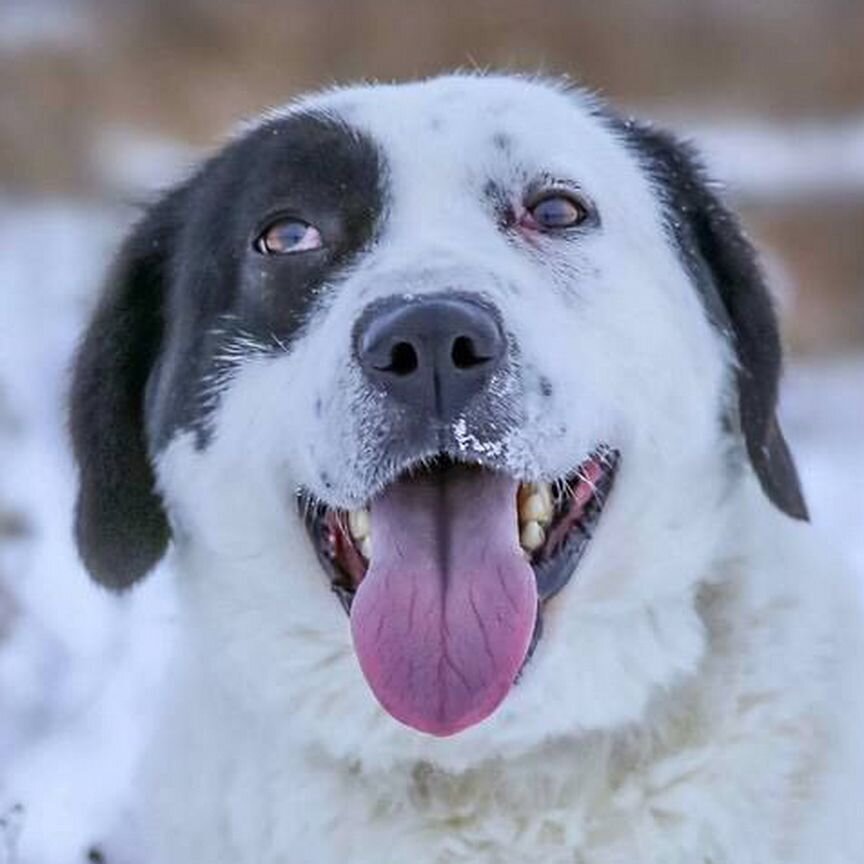 Собака в добрые руки - Кортни