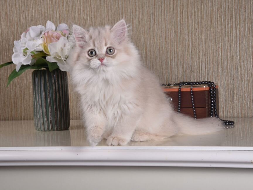 Лиловый британец, котик