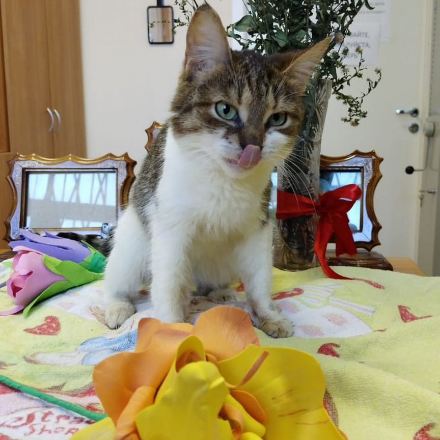 Котенок девочка