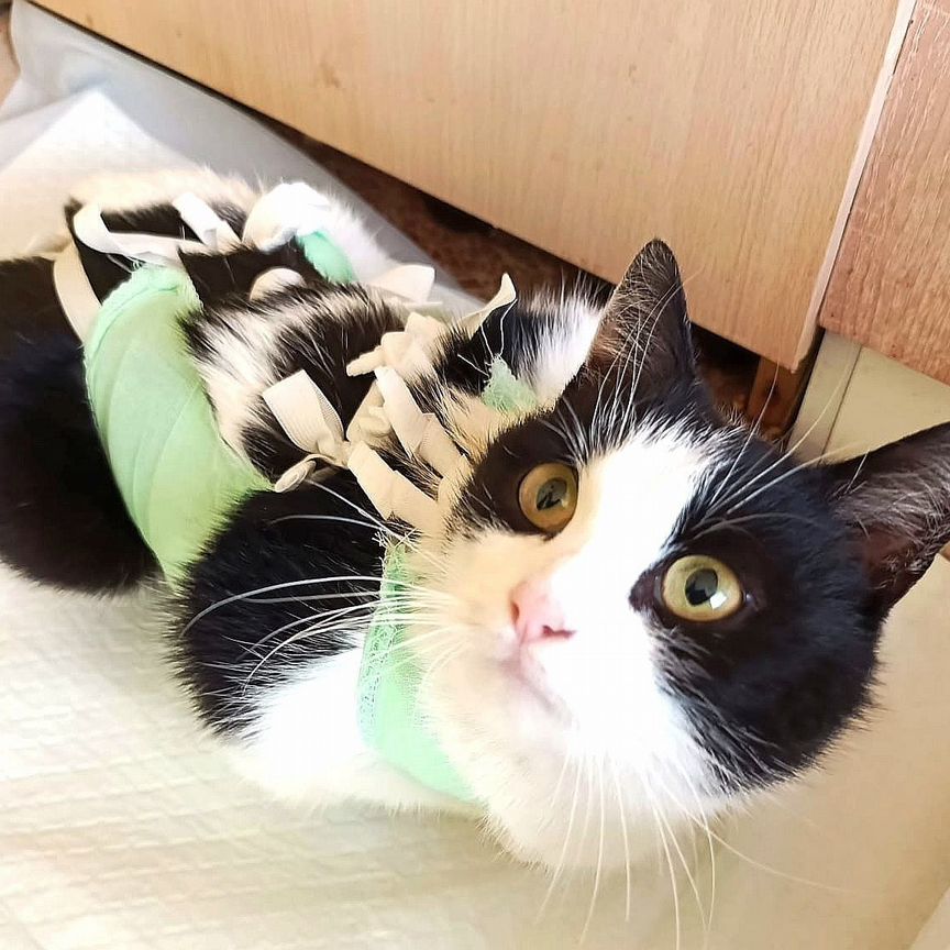 Кошечка Ласка ищет дом