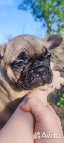 Французики карапузики