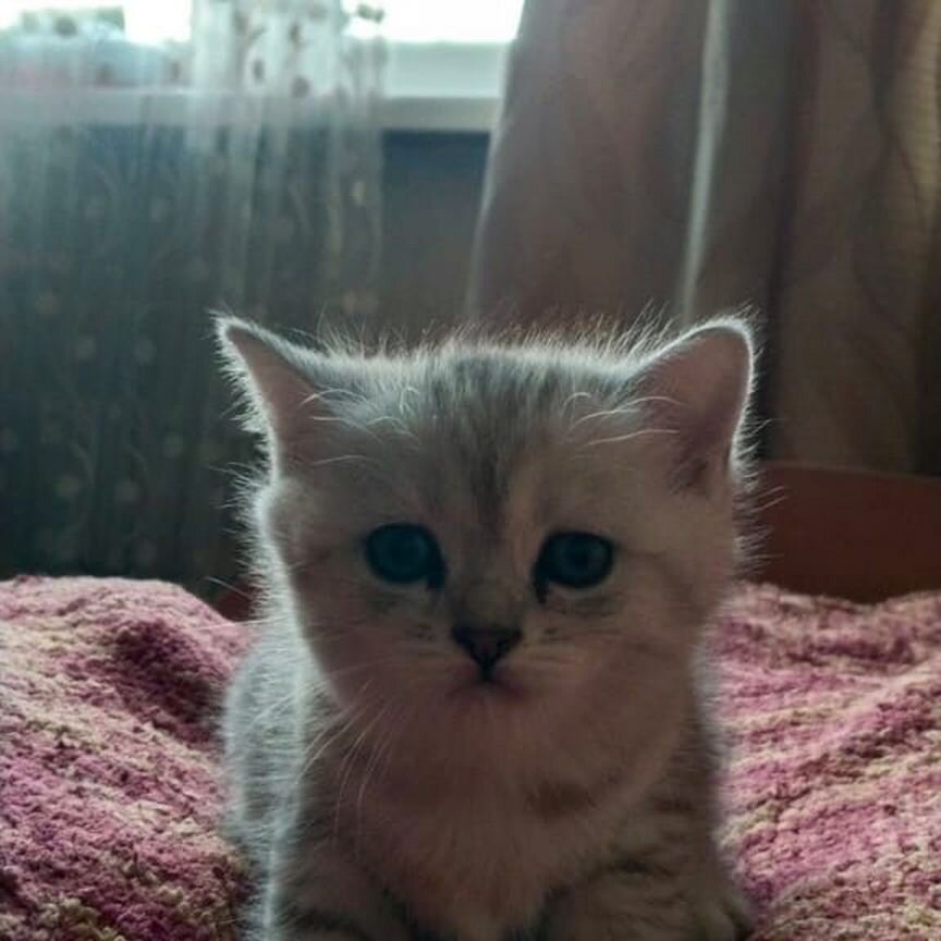 Шотландские прямоухие котята