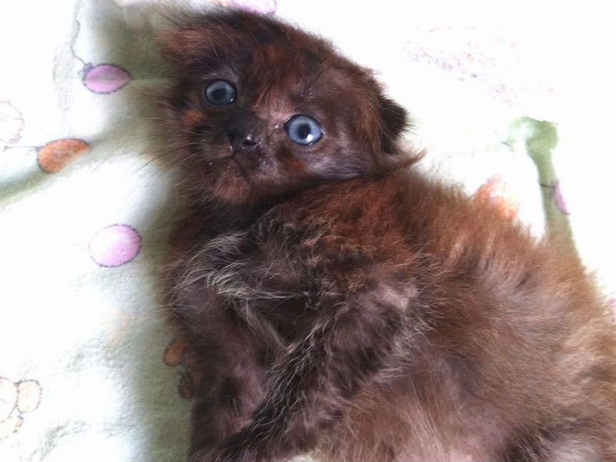 Вислоухий мальчишка