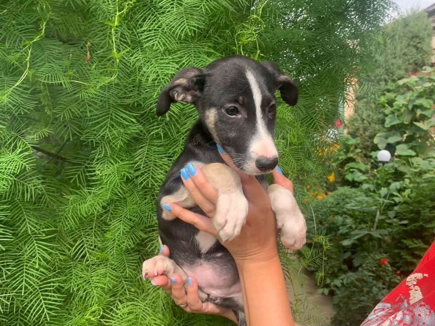 Собака в добрые руки щенок