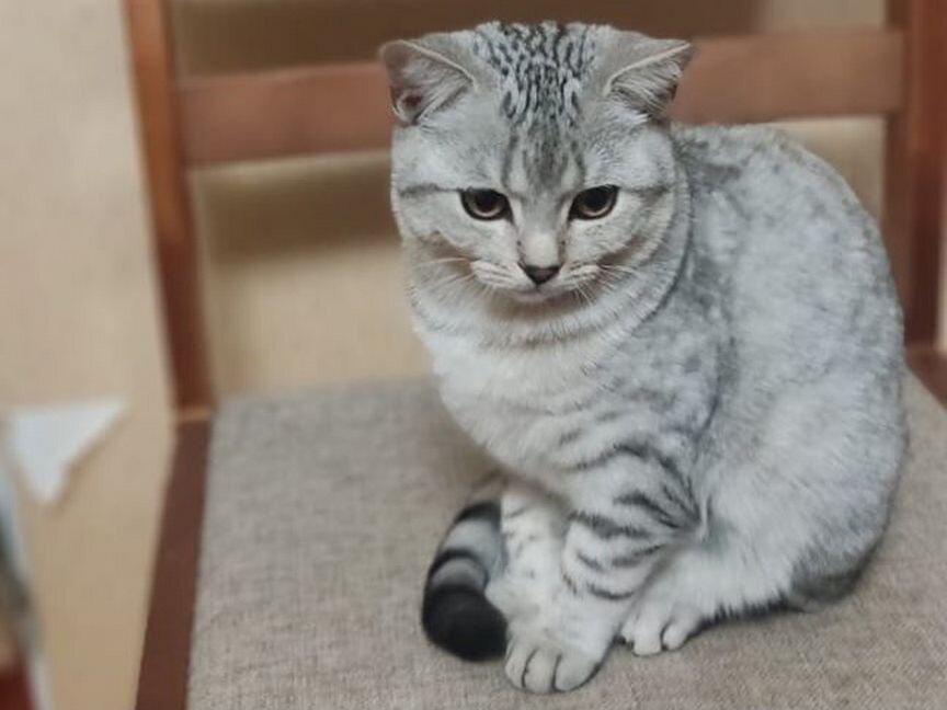 Шотландский котик