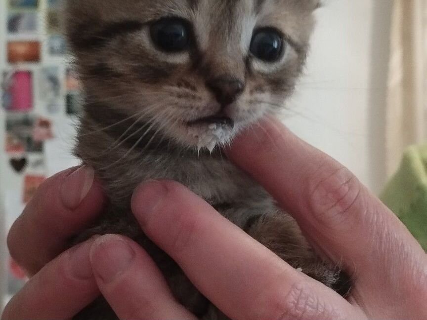 Отдам котенка в добрые руки
