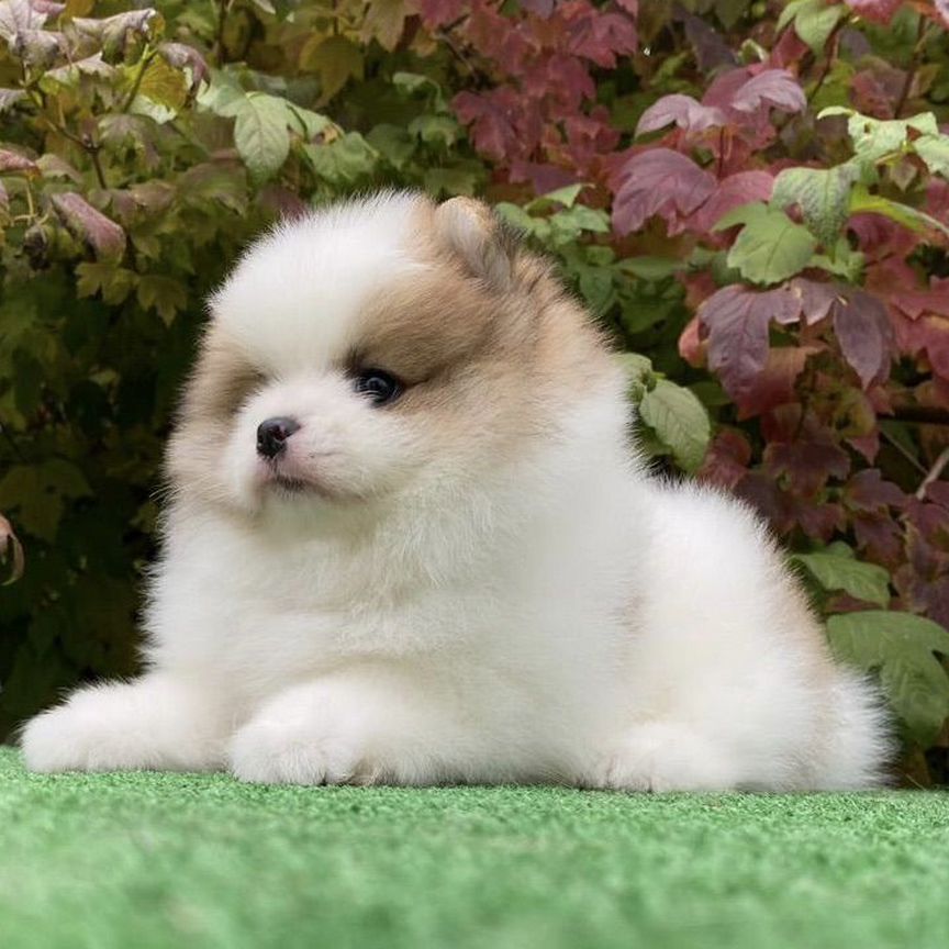 Самые красивые мальчики пати колор