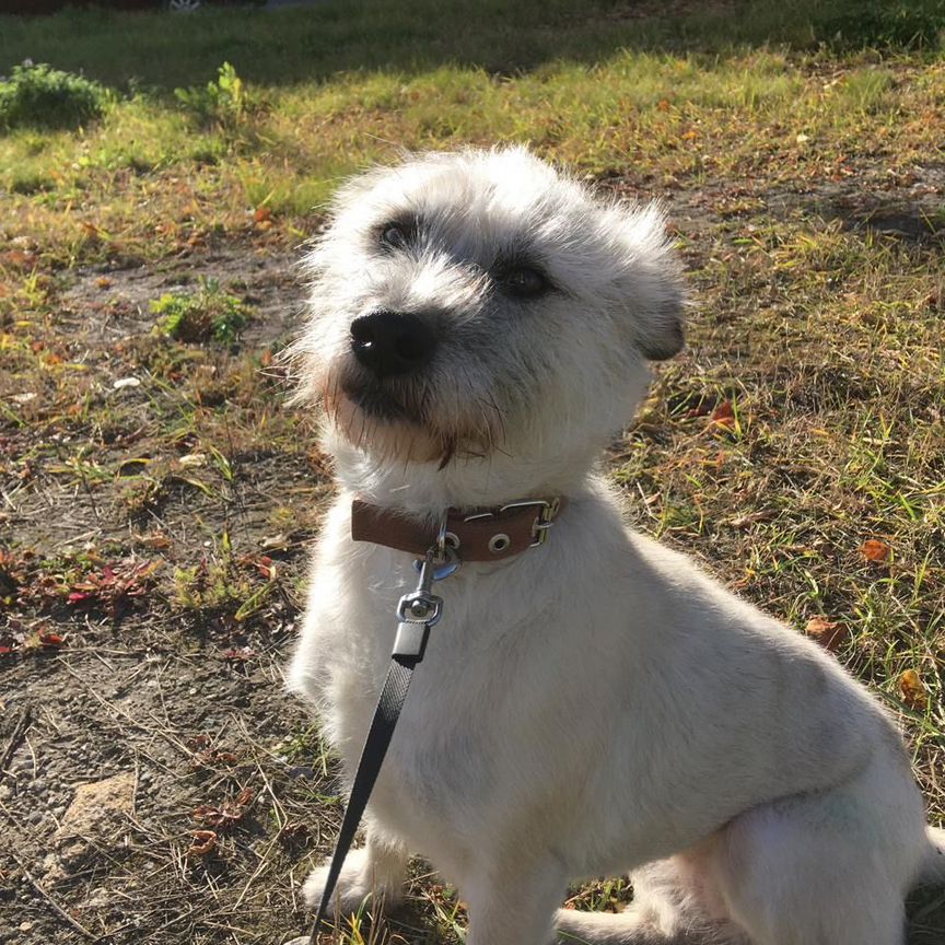 Собака в добрые руки