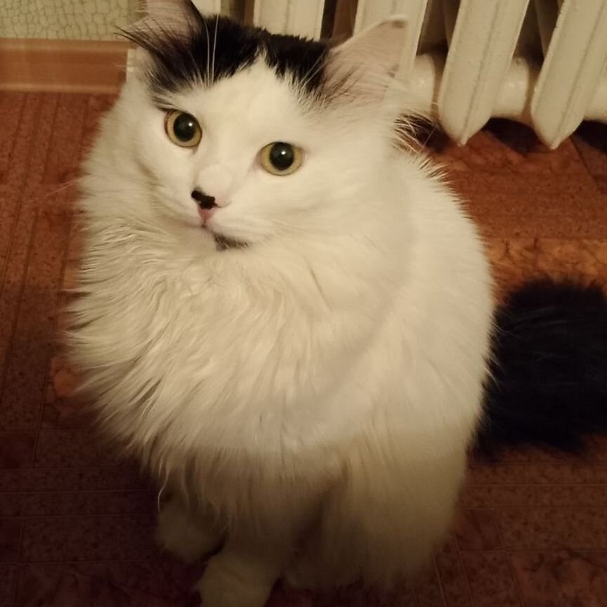 Коты