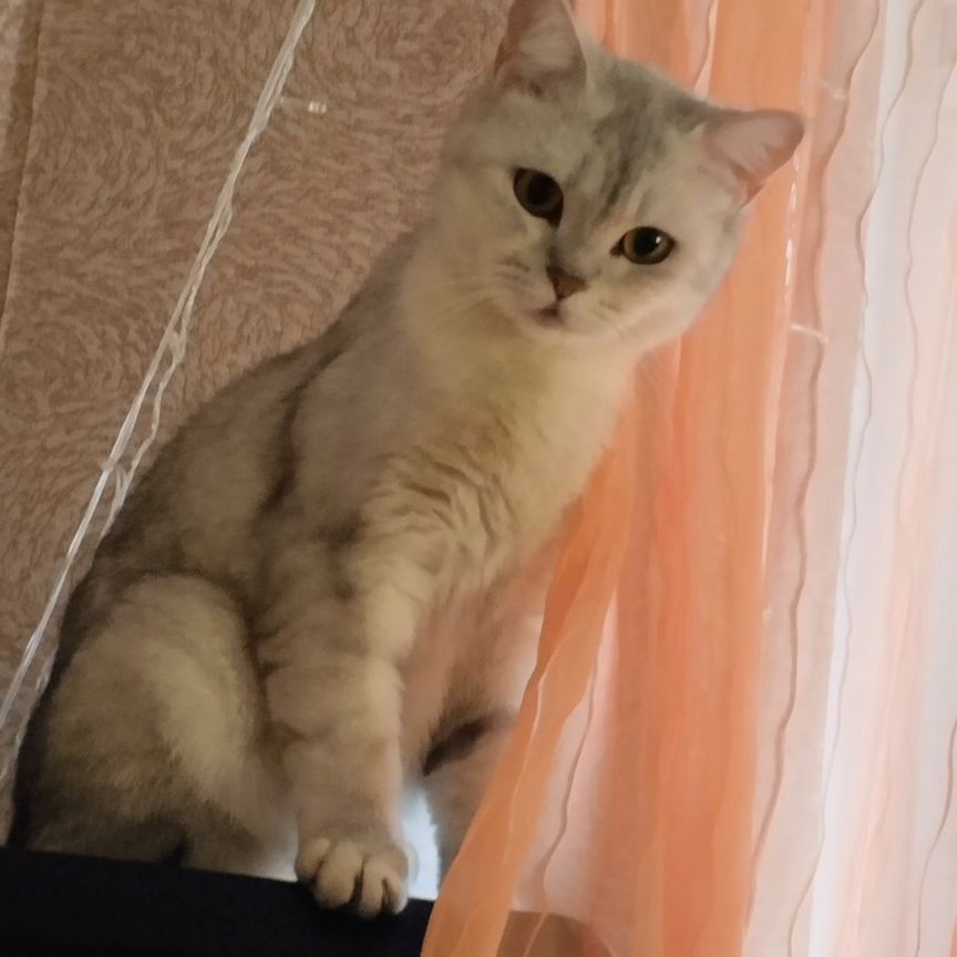 Продам кошку