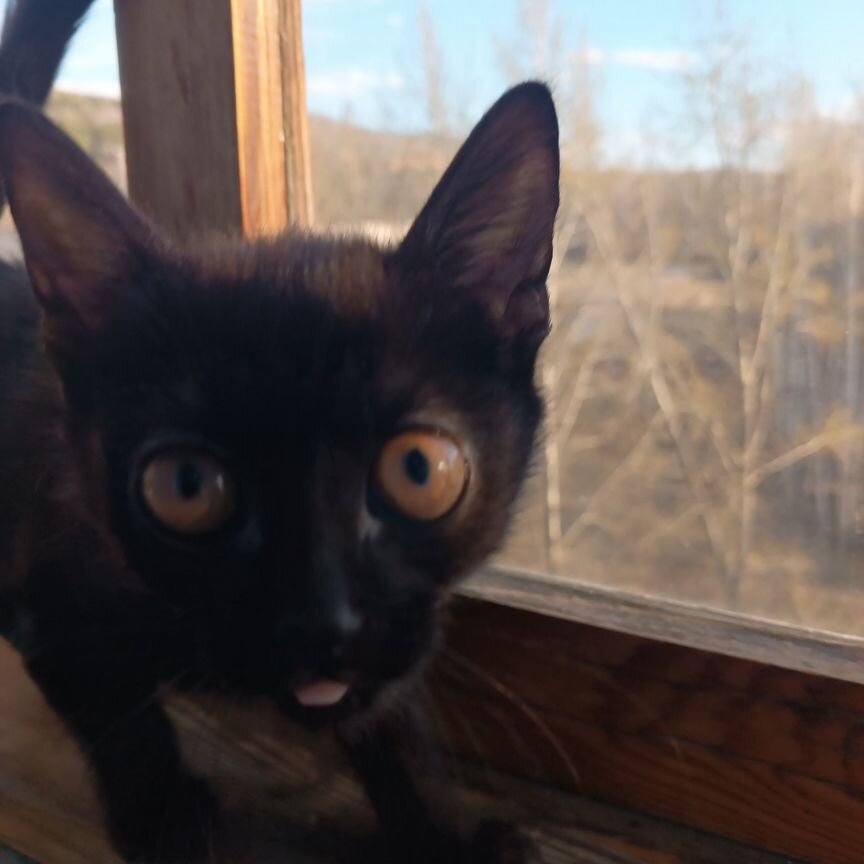 Кошки в добрые руки бесплатно