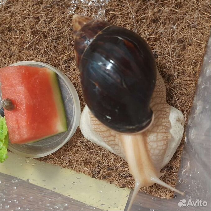 Улитки ахатины бесплатно