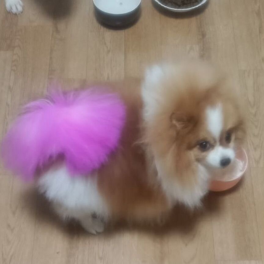 Померанский шпиц, взрослая собака