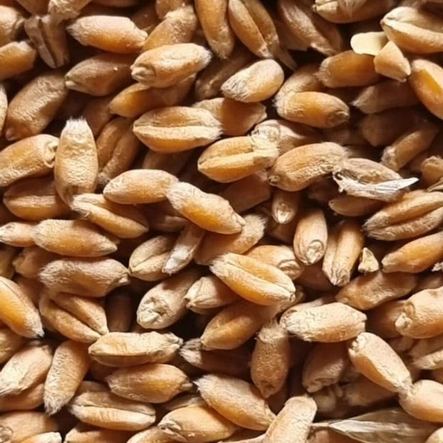 Пшеница озимая на семна