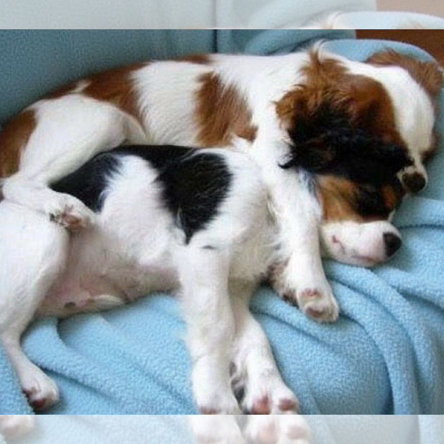 Кавалер кинг-чарльз-спаниель, щенок