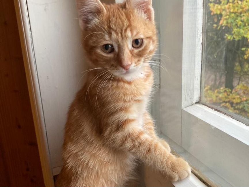 Рыжий котенок в добрые руки