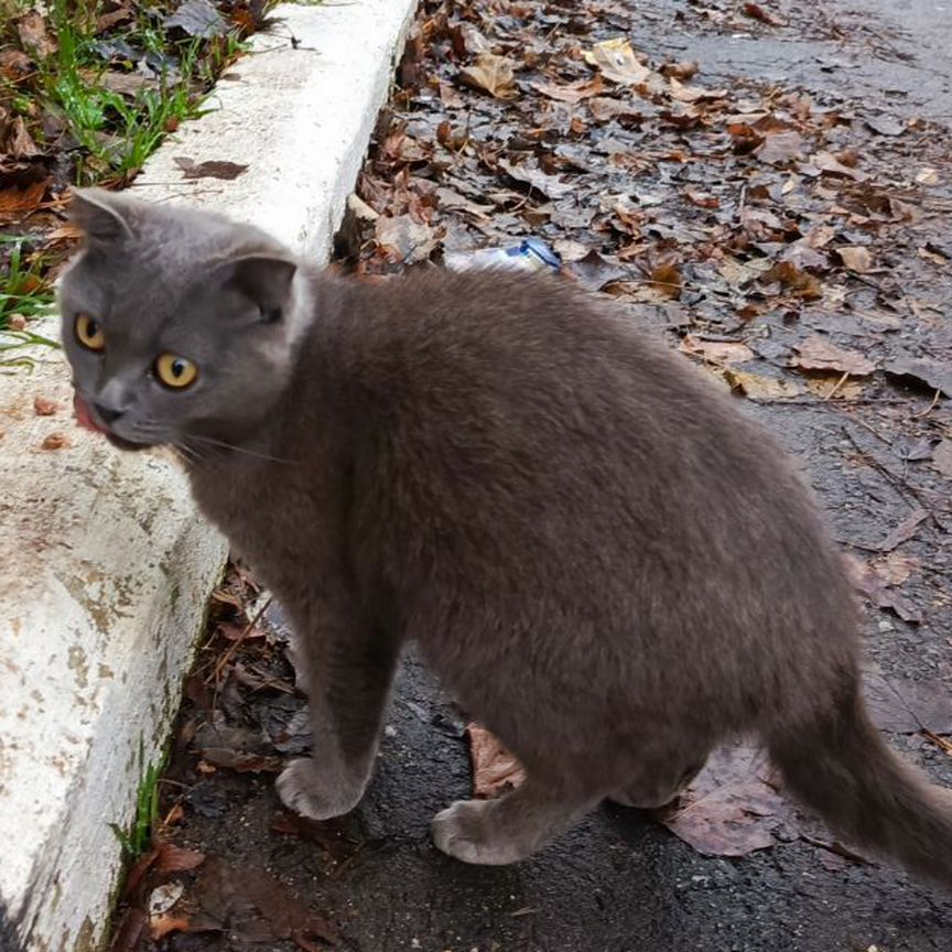 Домашние животные кошки котята