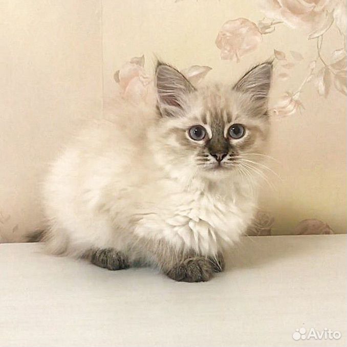 Невская маскарадная девочка шикарная