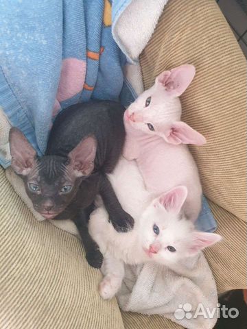 Канадский сфинкс котенок