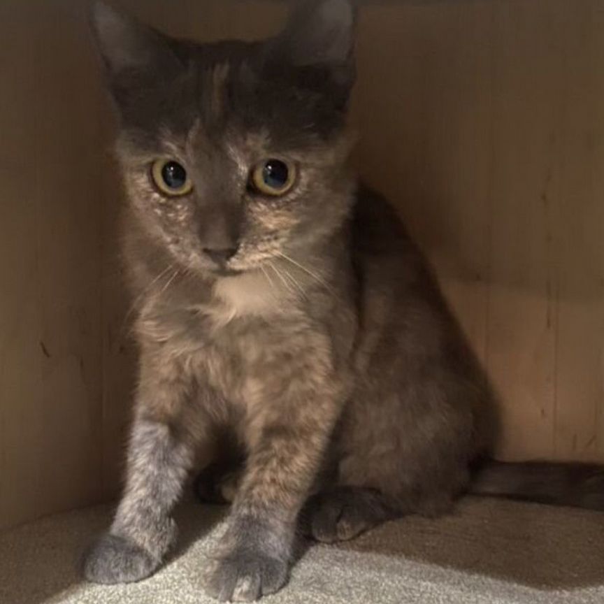 Котенок милашечка