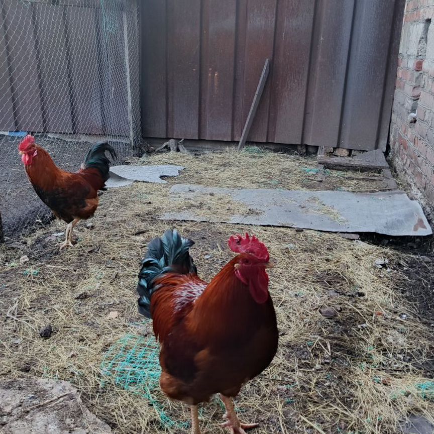 Петух Кучинской породы