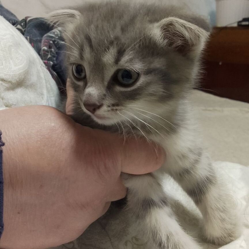 Шотландский вислоухий длинношёрстный котёнок