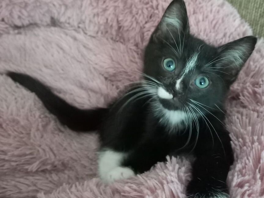 Котёнок Марси