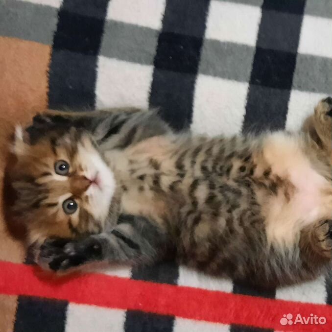 Шатланский вислоухий кот