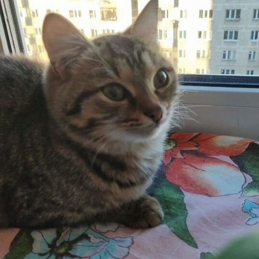 Ищем дом бездомному котёнку