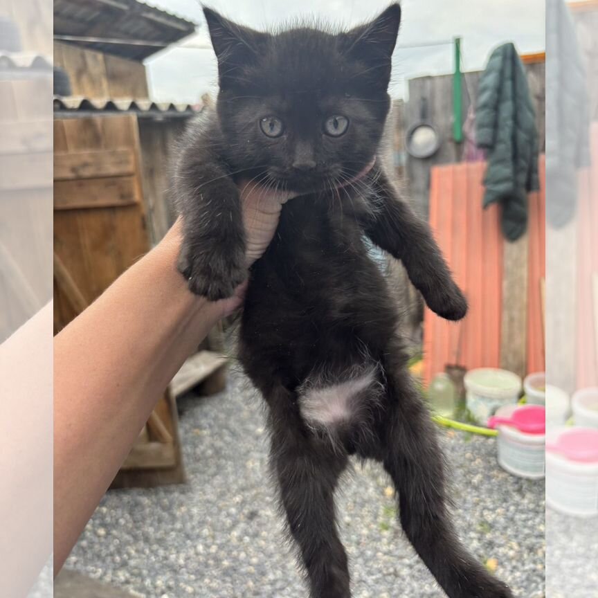 Котёнок в добрые руки