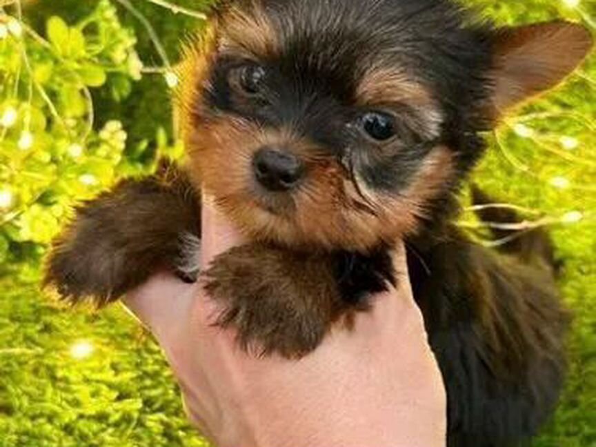 Щенки йоркширского терьера мини