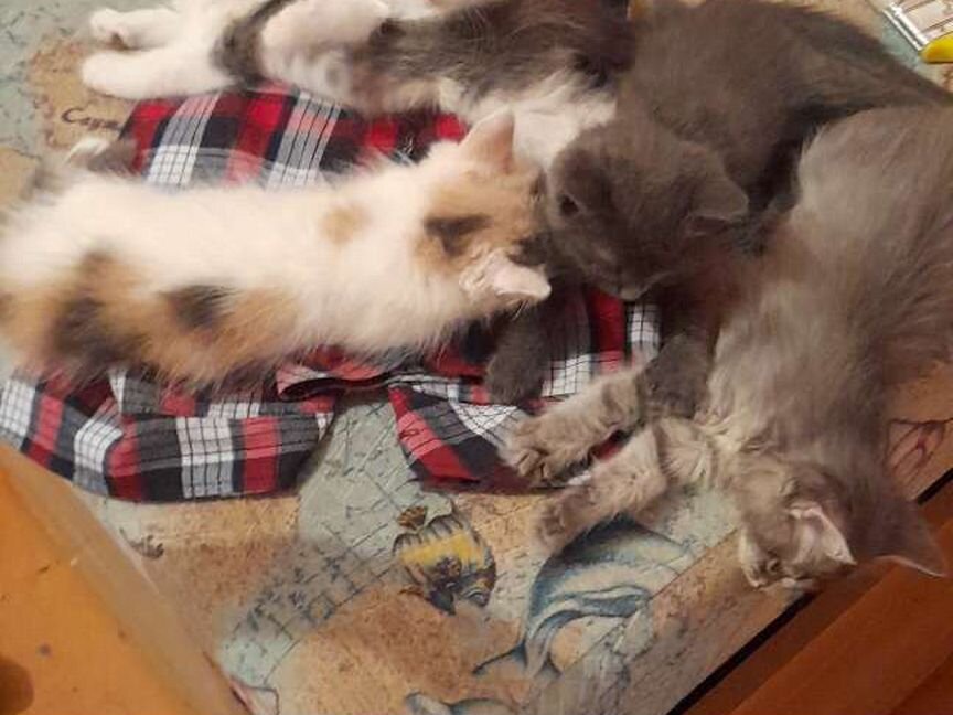 Домашние животные