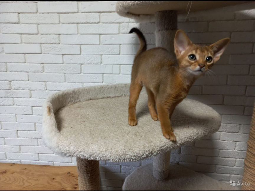 Абиссинские котята