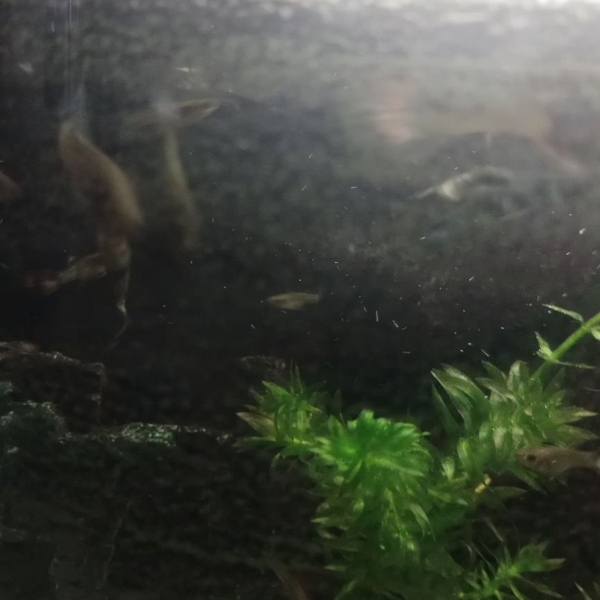 Рыбки гуппи