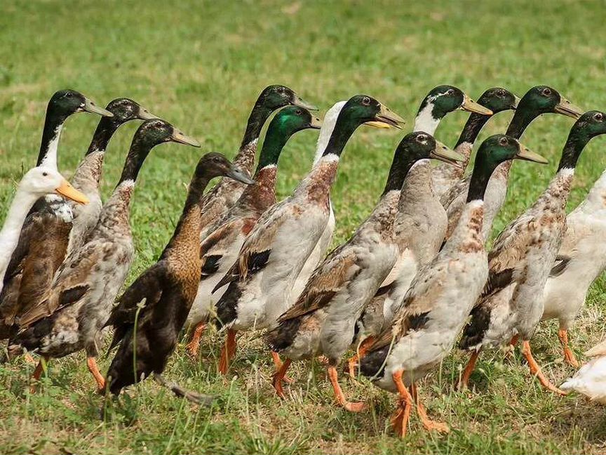 Утки индийский бегунок