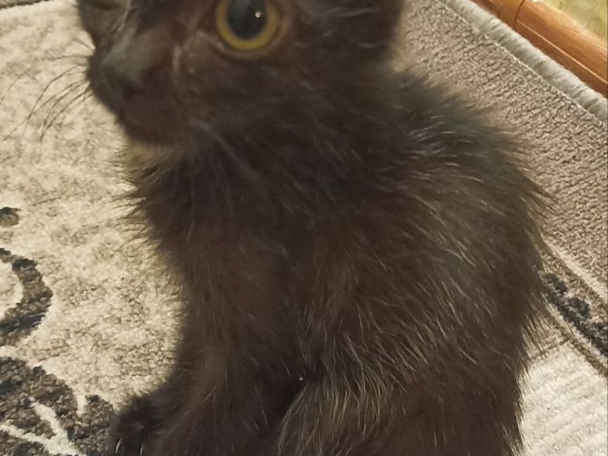 Отдам лишайного котёнка в хорошие руки