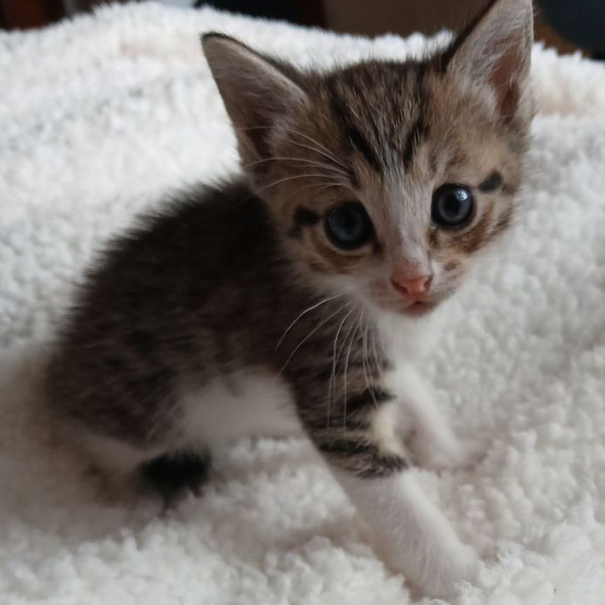 Котёнок в добрые руки