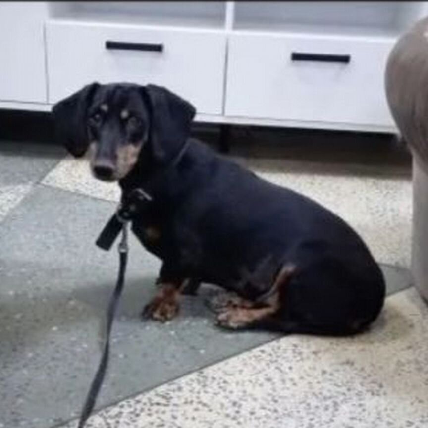 Такса, взрослая собака