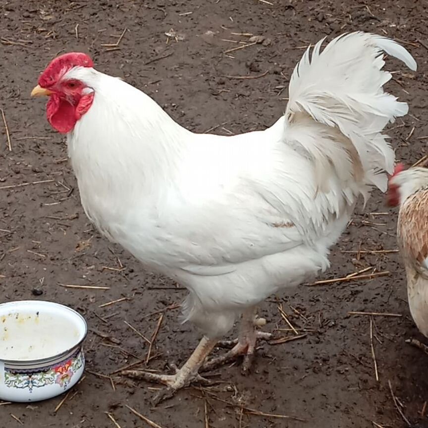 Куры петухи