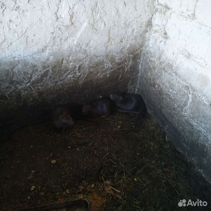 Продаю нутрий