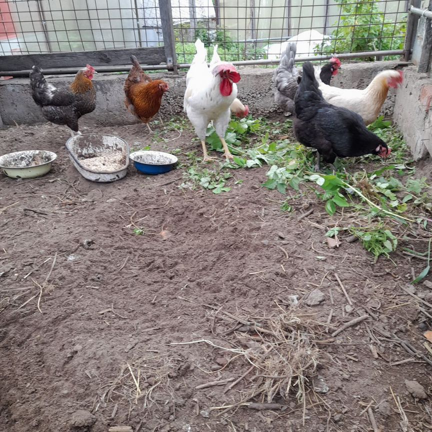 Куры несушки