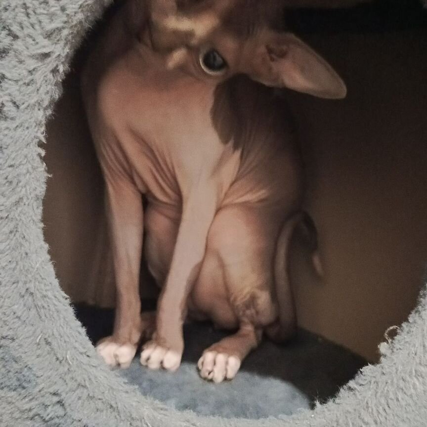 Канадский сфинкс