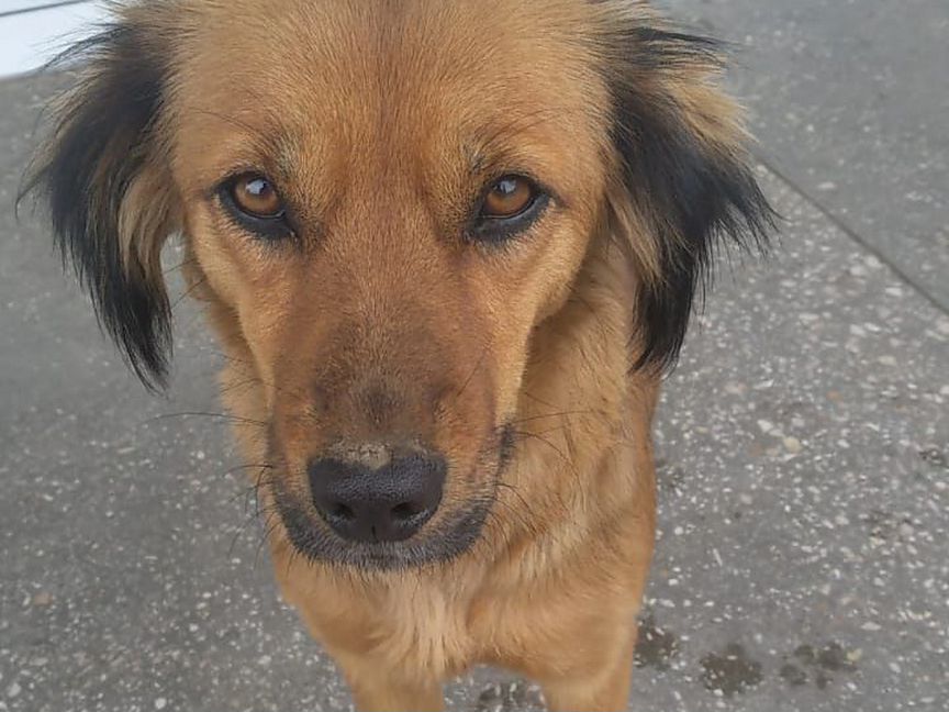 Собака в добрые руки