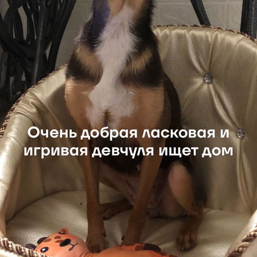 Собака в добрые руки отдам бесплатно