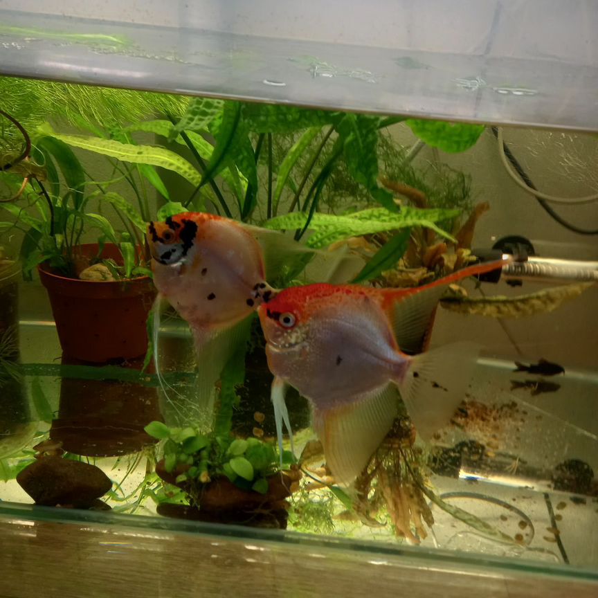 Аквариумные рыбки