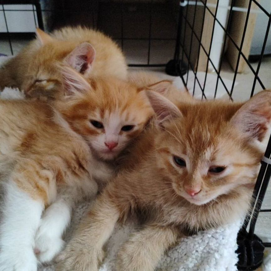 Котятки ищут дом