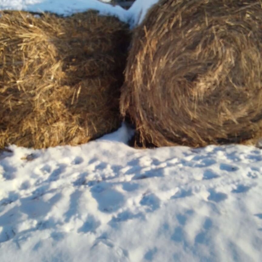 Солома в тюках(зеленка)